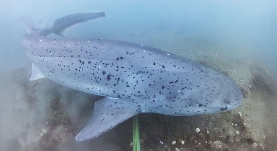 Regenerative Ocean Farming | Por el Mar